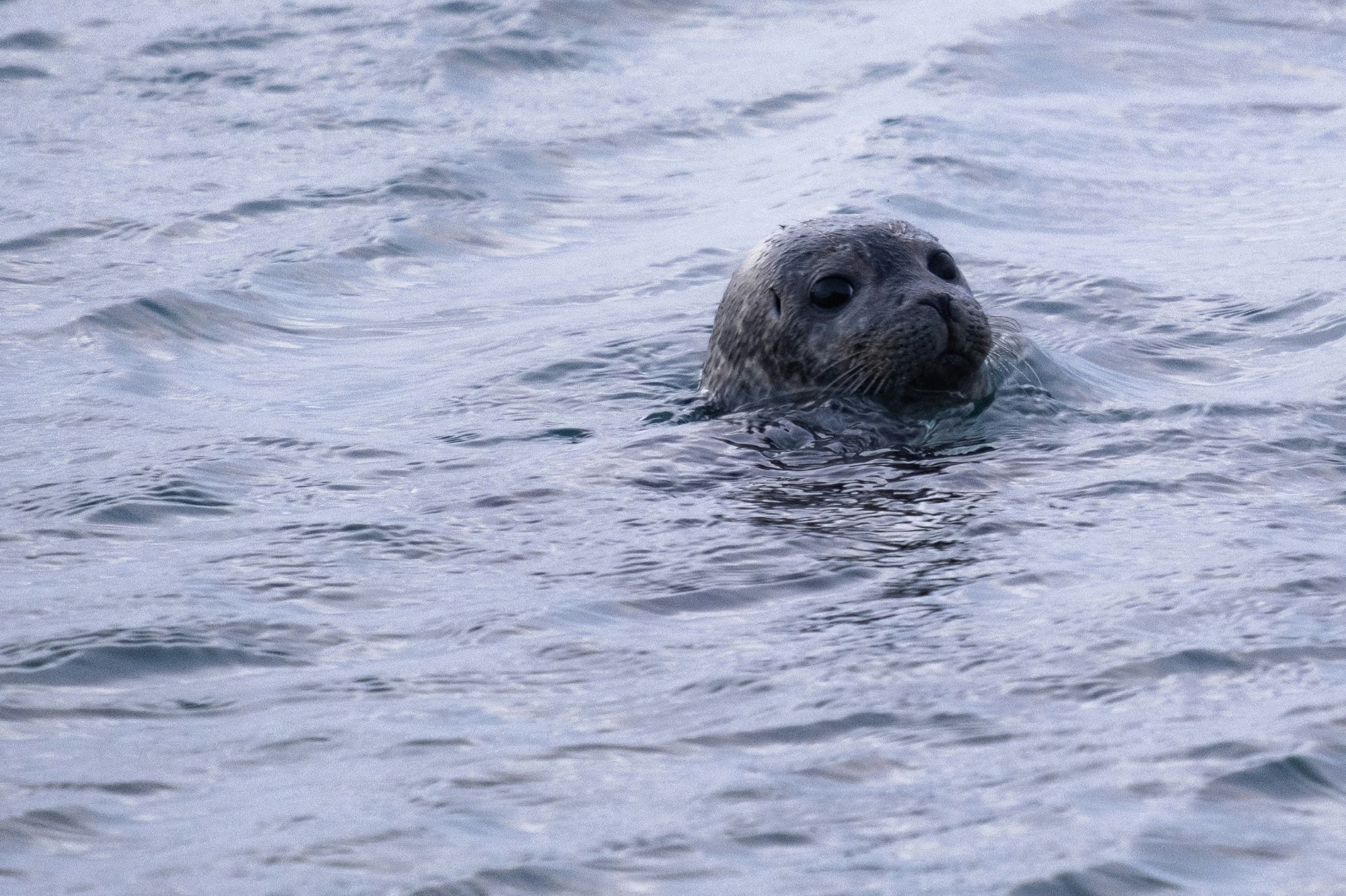 Webinar: “Linking Ocean Fronts and Biodiversity for Evidenced Marine ...