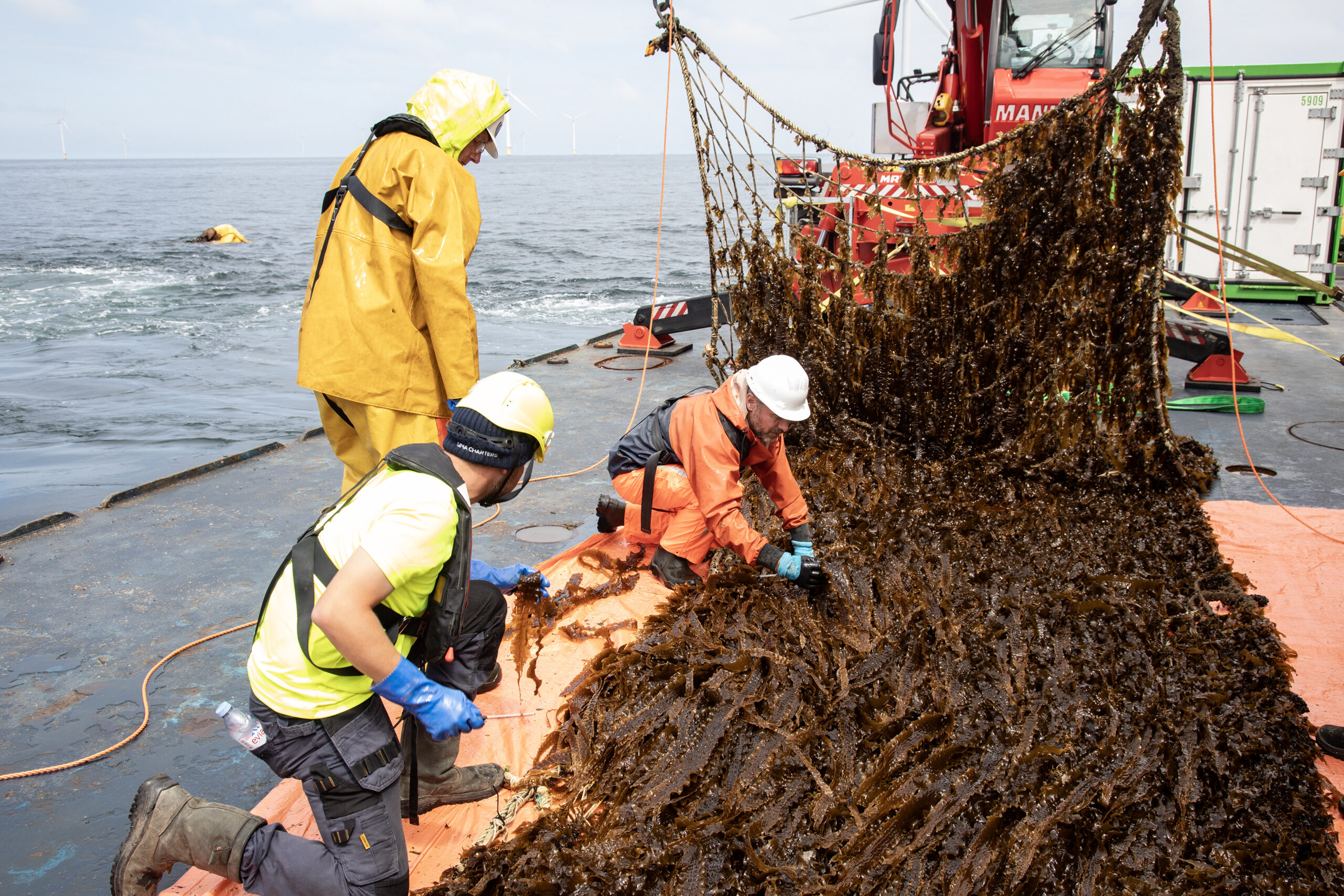 Harvest time at world’s first co-located seaweed farm and offshore ...