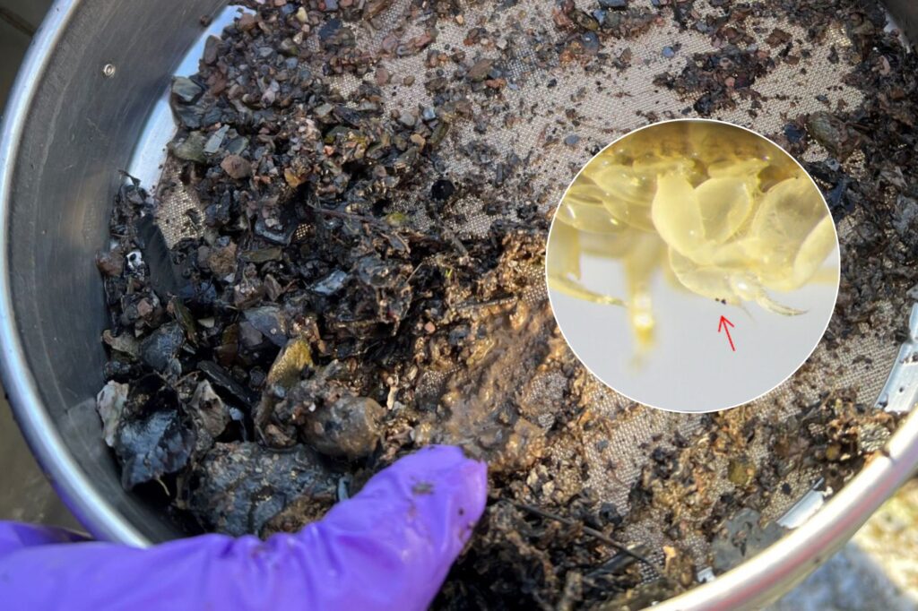 Microplastics: tiny tyre particles found to stick to and be eaten by ...
