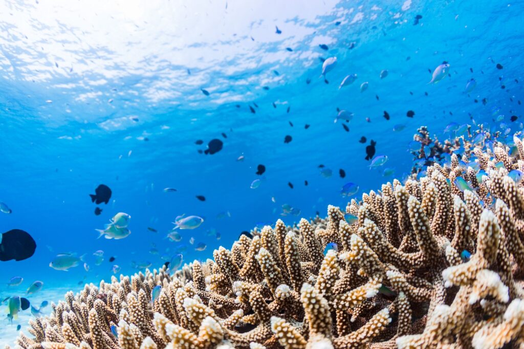 MEDIA: Will 2026 be the year when coral reefs pass their tipping point ...